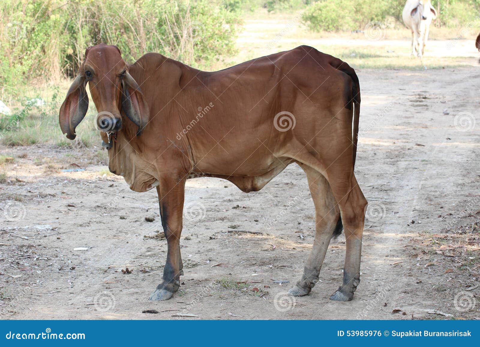 Asian cow stock photo. Image of cattle, mammal, outdoor - 53985976
