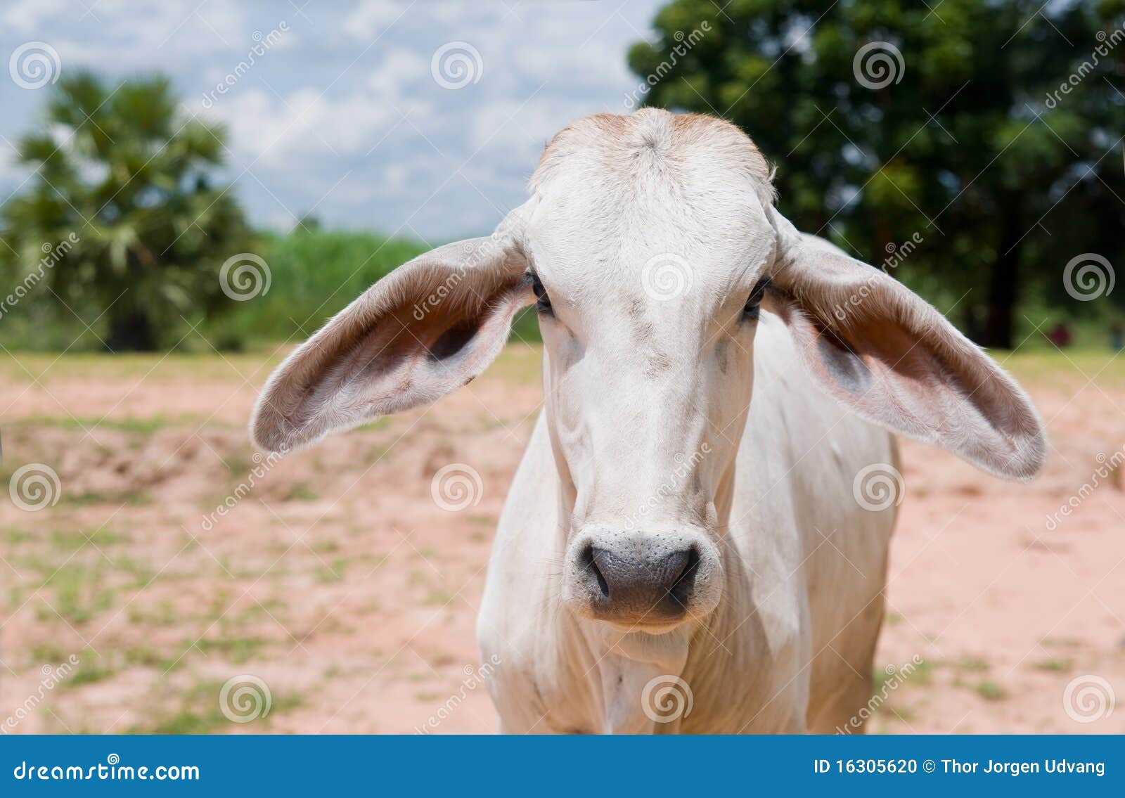 Asian cow staring at you. stock photo. Image of mammal - 16305620