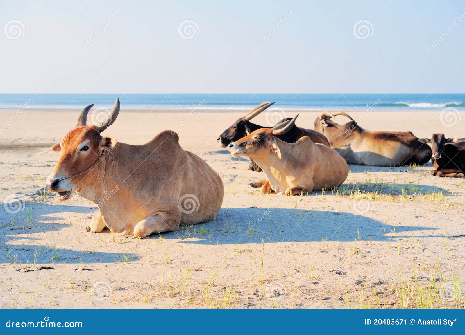 Asian Cows stock image. Image of relaxing, breed, indian - 20403671