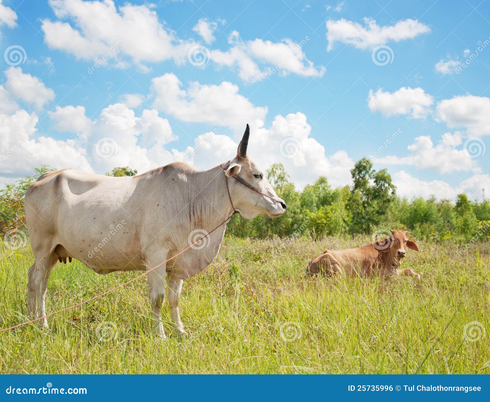 Asian cows stock photo. Image of sunny, scene, asian - 25735996