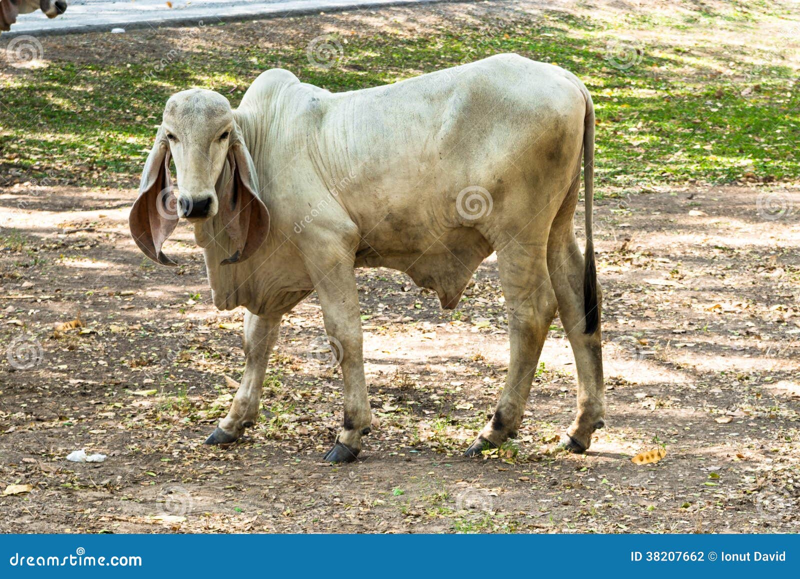 Asian cows stock photo. Image of farm, ears, mammal, nature - 38207662