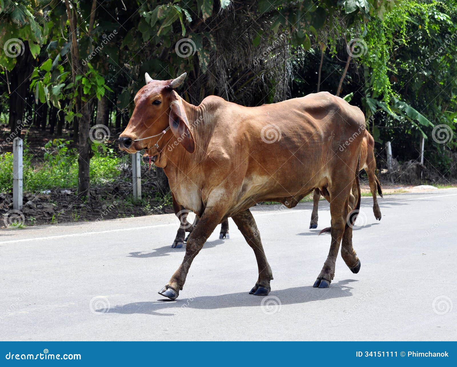 Asian cows stock image. Image of countryside, asia, grass - 34151111