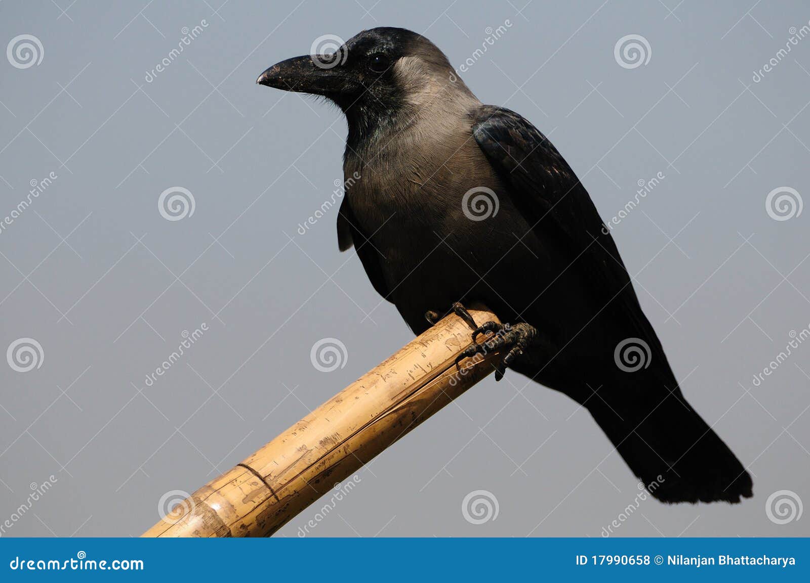Asian Crow stock photo. Image of claws, blackbird, standing - 17990658