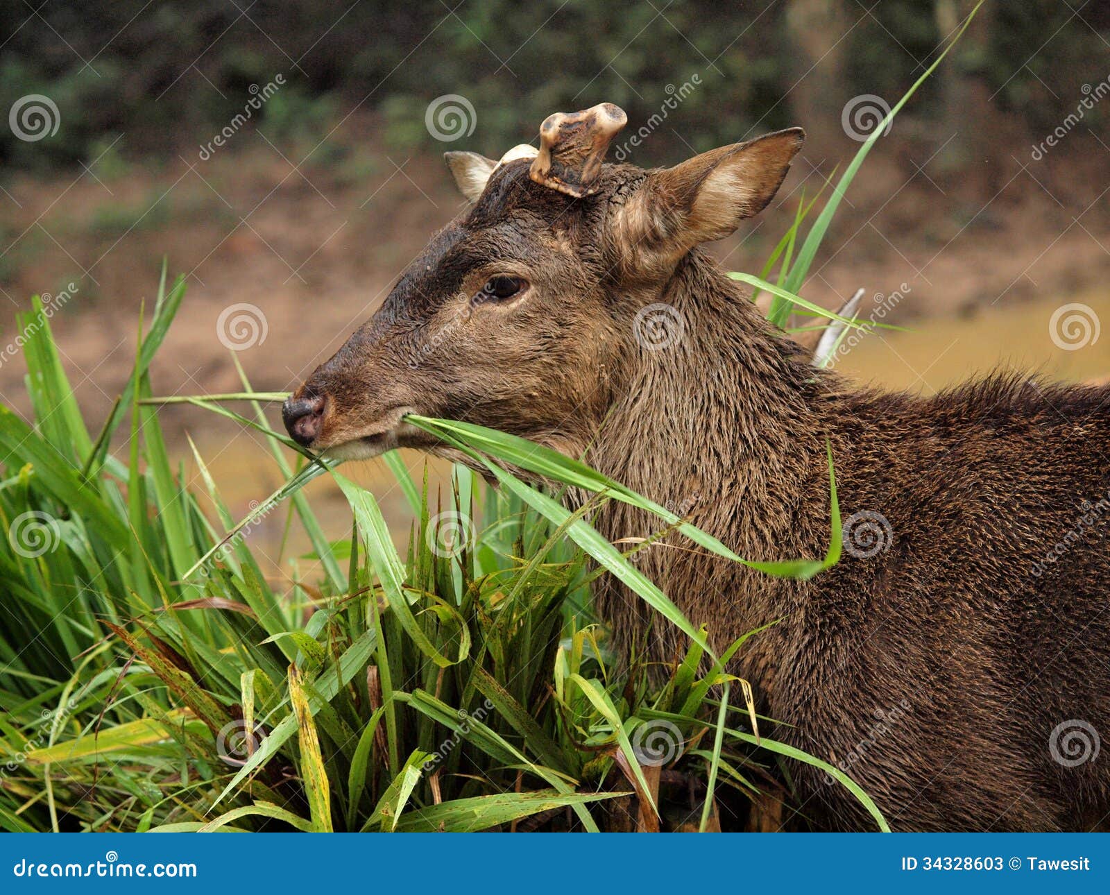 Asian deer stock image. Image of closeup, looking, nippon - 34328603