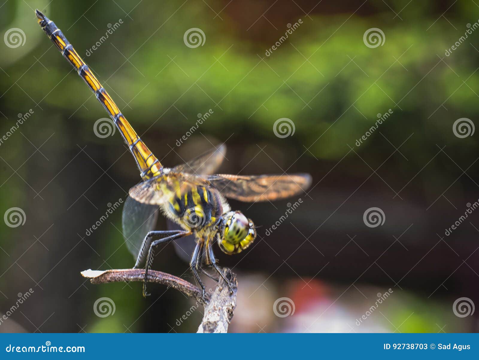 Asian Dragonfly stock image. Image of center, wings, tiger - 92738703