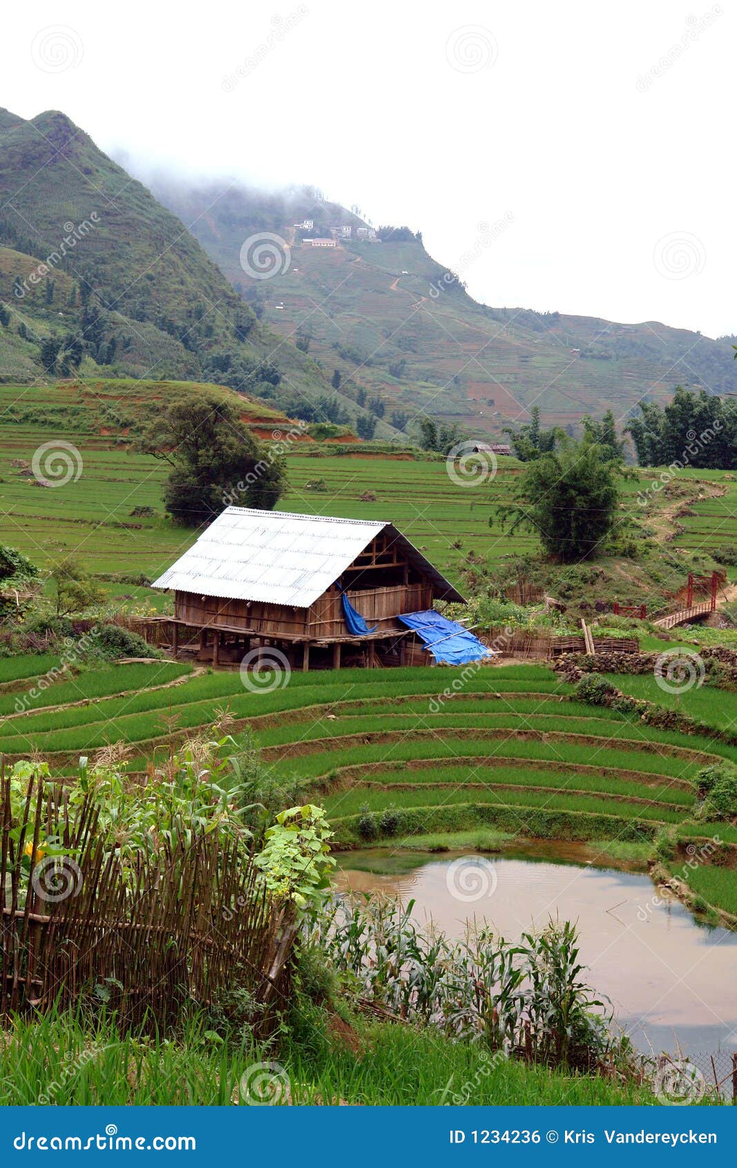 Asian dream scenery stock photo. Image of green, flower - 1234236
