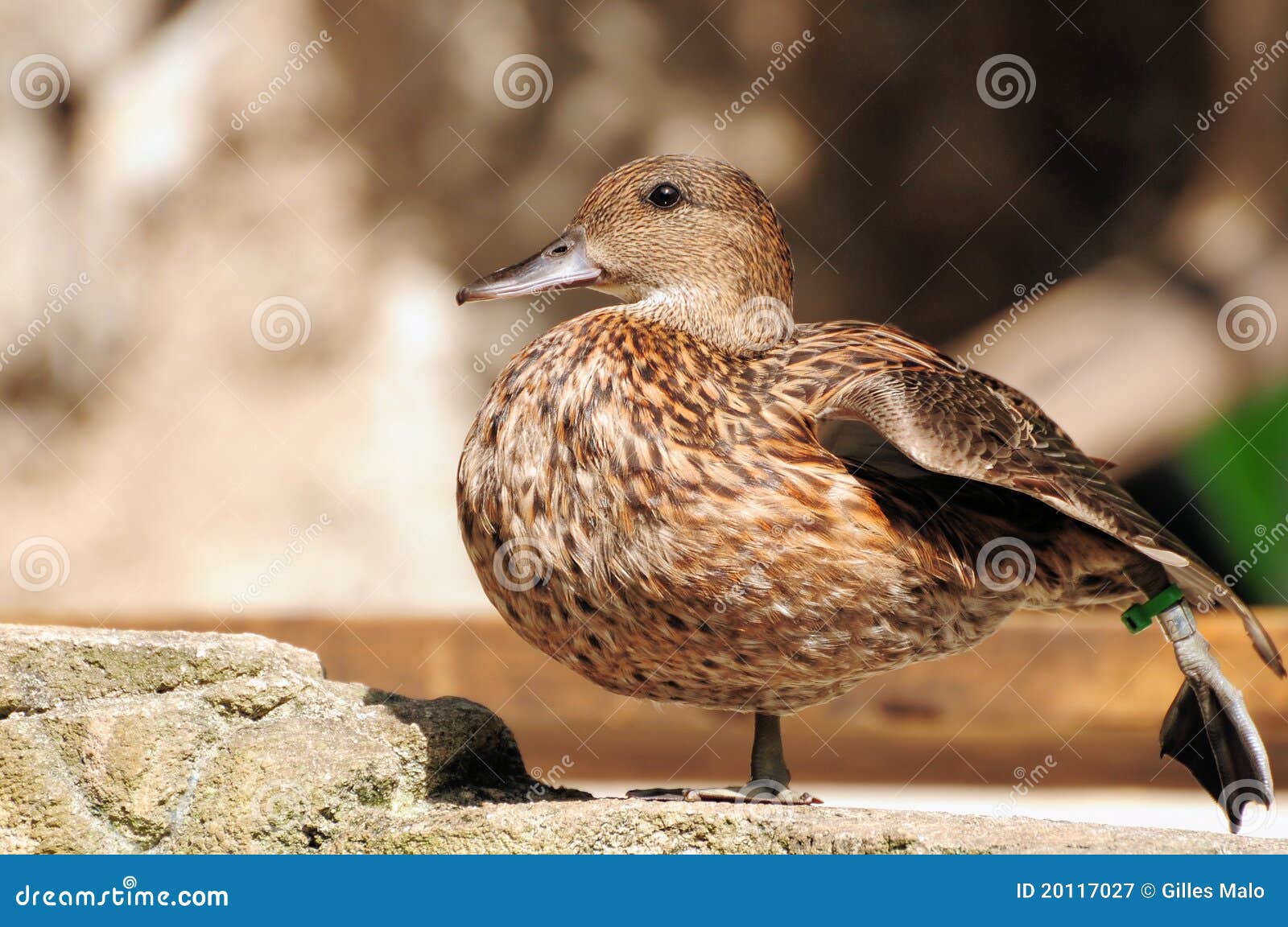 Asian Duck stock image. Image of feathers, duck, animals - 20117027
