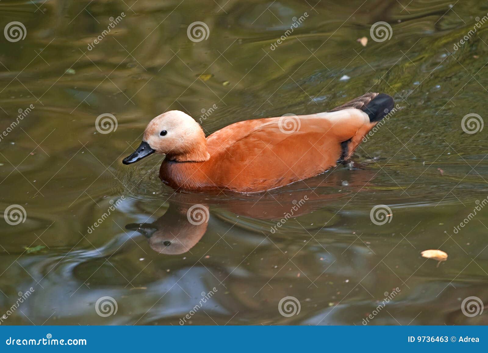 Asian Duck Swimming in a Pound Stock Image - Image of feather, asian ...