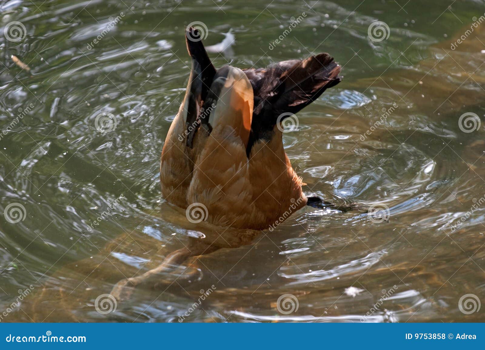 Asian Duck Swimming in a Pound Stock Photo - Image of male, pound: 9753858