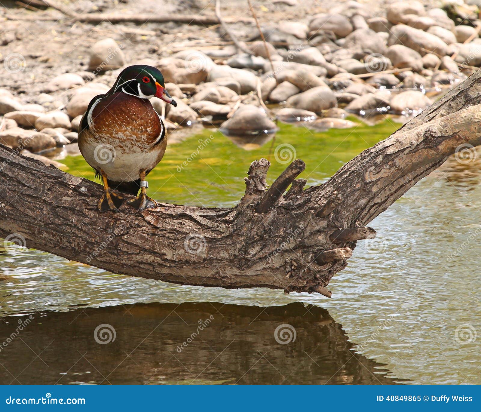 Asian Duck stock image. Image of asian, resting, lake - 40849865