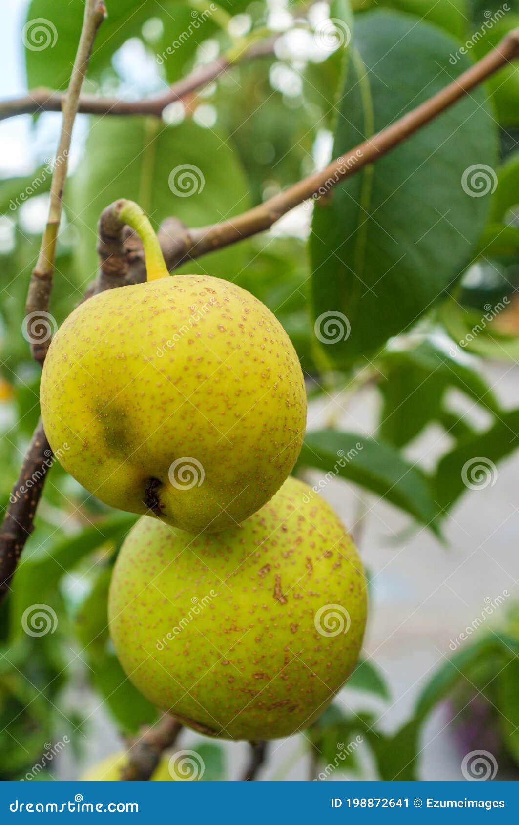 Asian Dwarf Pear Tree stock image. Image of sweet, market - 198872641