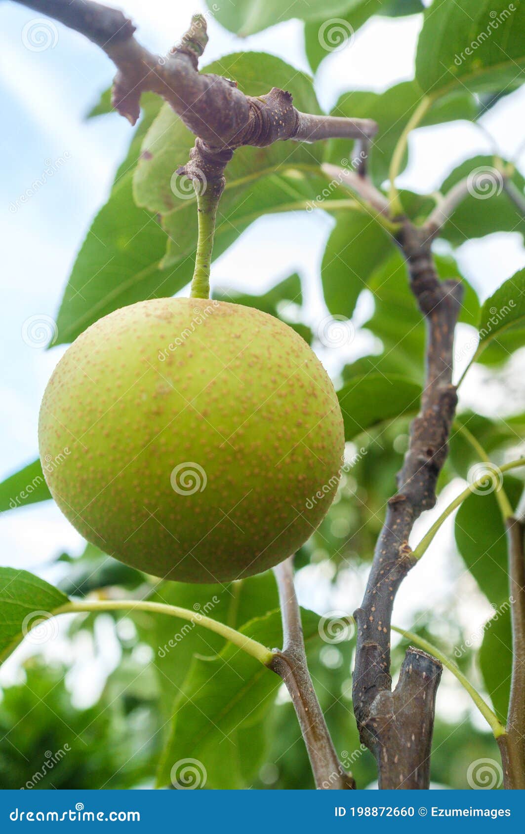 Asian Dwarf Pear Tree stock photo. Image of farmer, green - 198872660