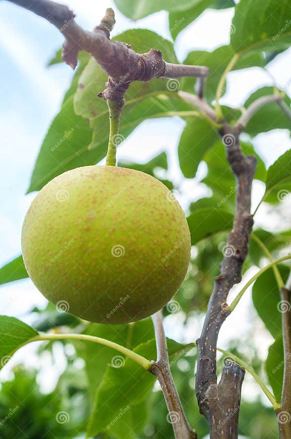 Asian Dwarf Pear Tree stock photo. Image of farmer, green - 198872660