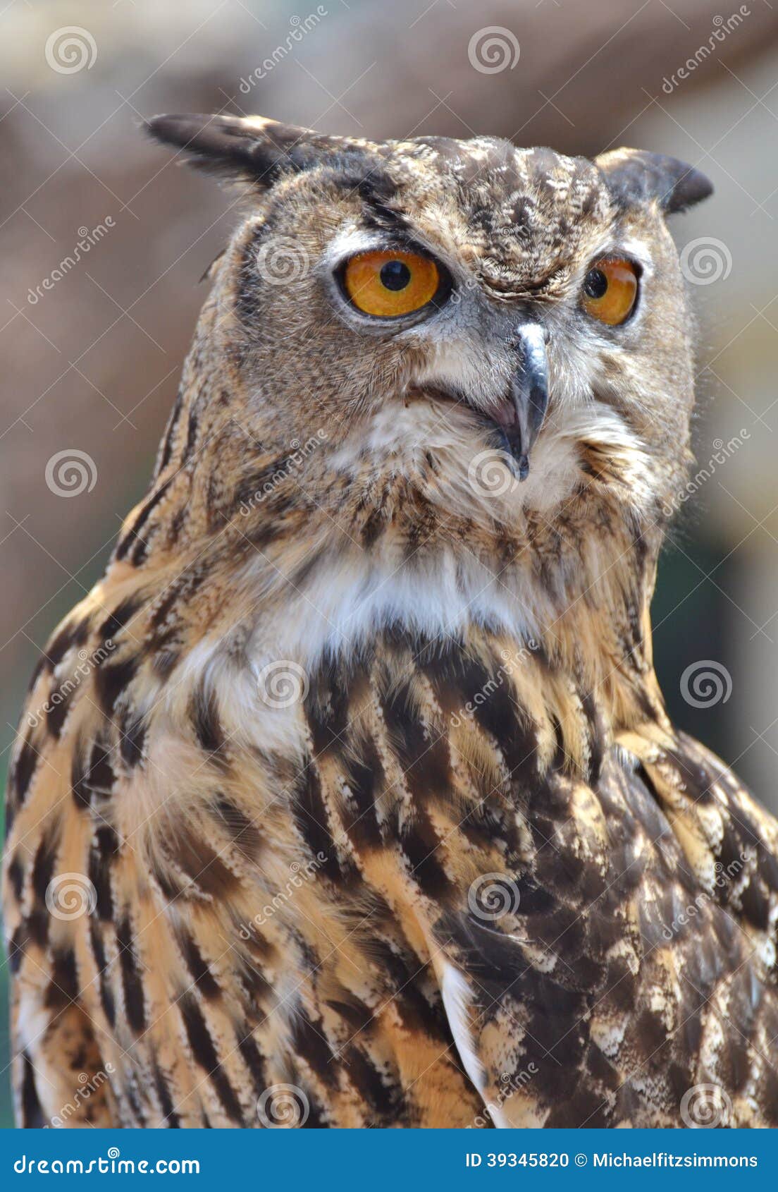 Asian Eagle Owl stock photo. Image of nature, bird, wildlife - 39345820
