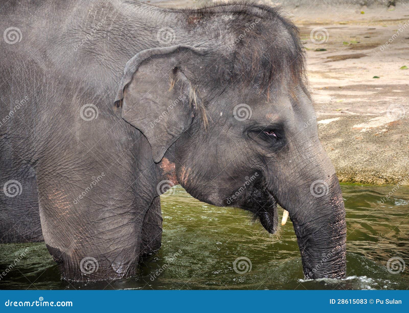 Asian Elephant stock image. Image of pose, biggest, wildlife - 28615083