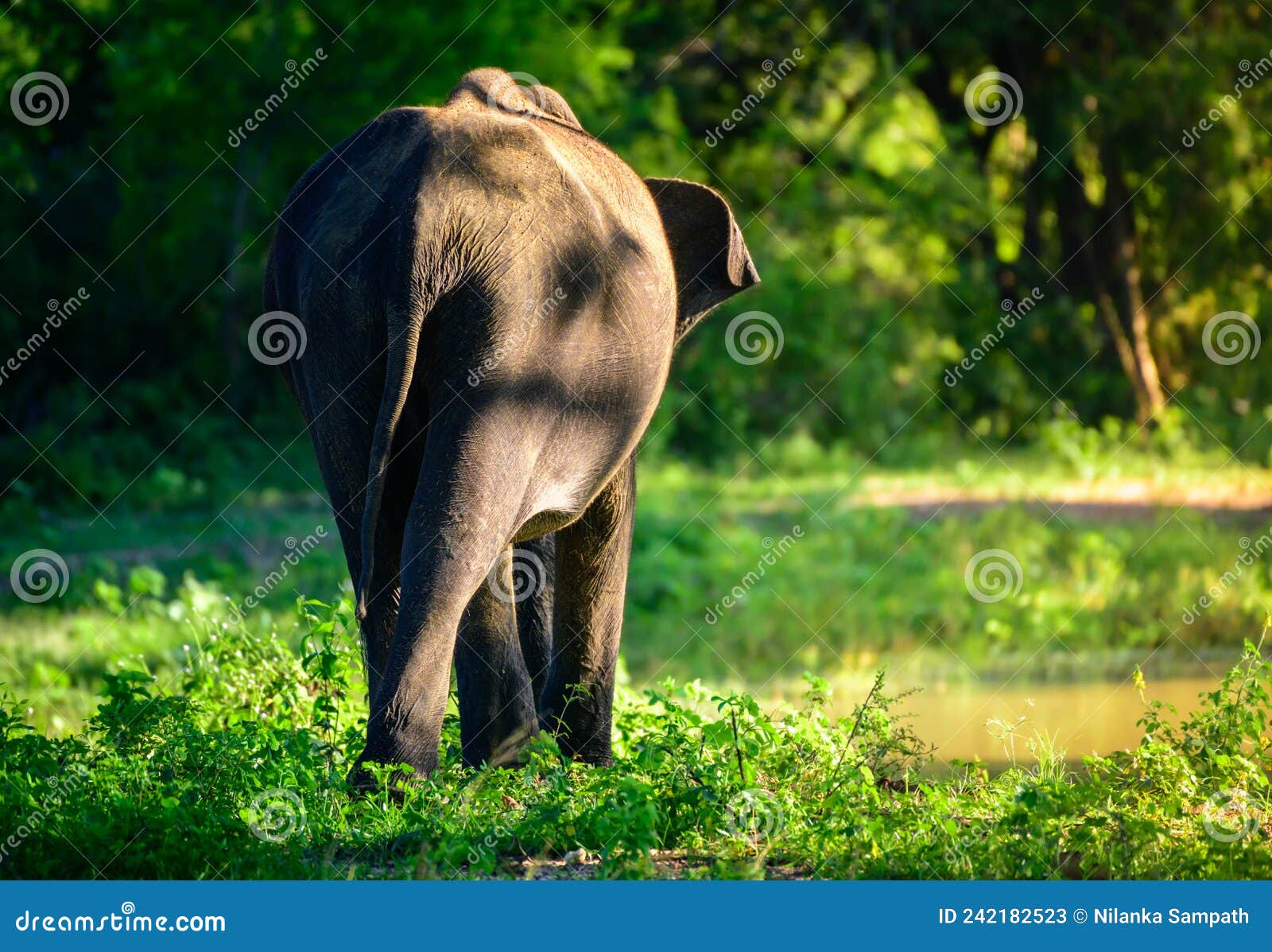 Elephant's Backside Photos - Free & Royalty-Free Stock Photos from ...