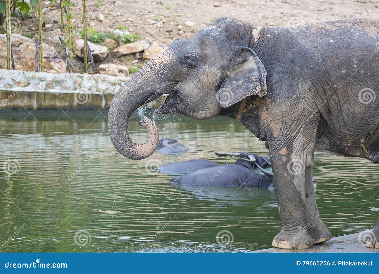 Asian Elephant or Asiatic Elephant (Elephas Maximus) Drink Water. Stock ...