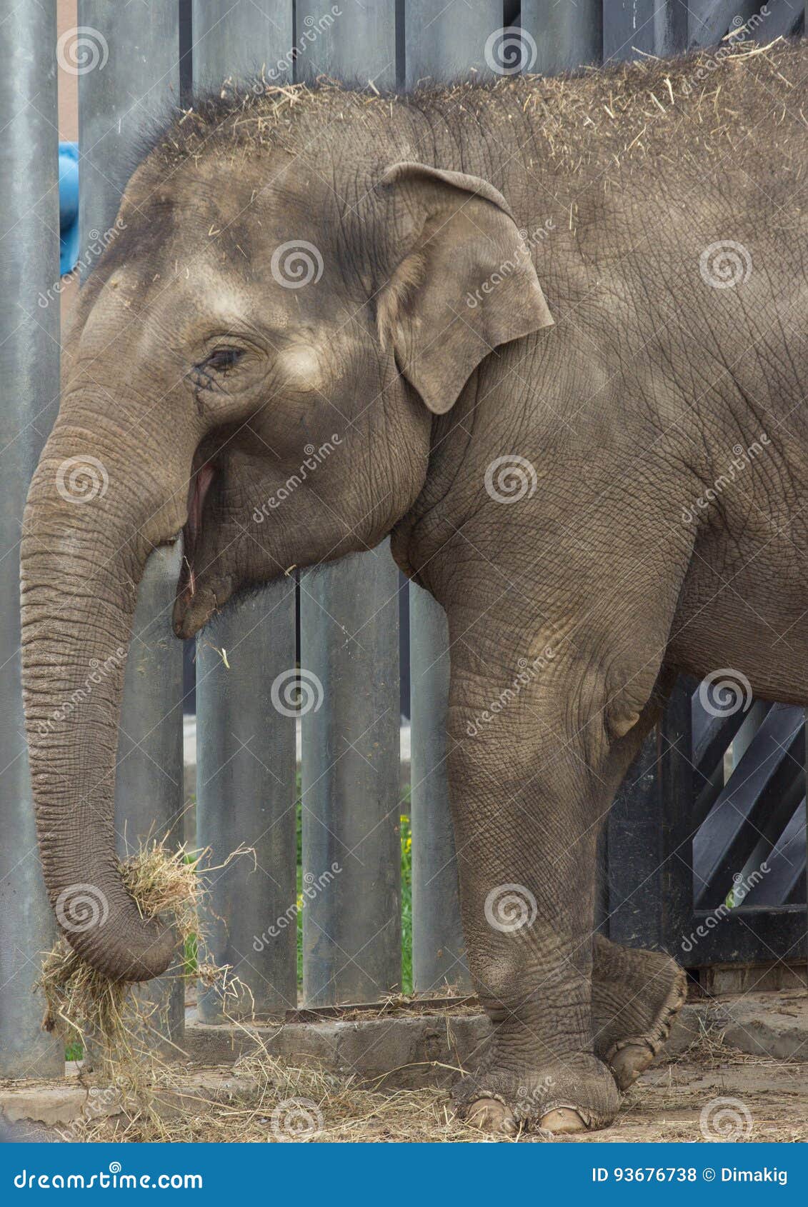 Asian Elephant Baby is Smiling Stock Photo - Image of eating, smile ...