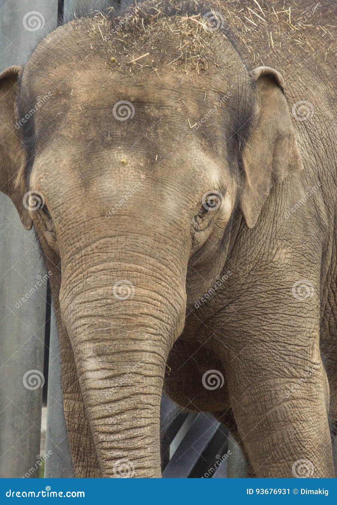 Asian Elephant Baby is Smiling Stock Image - Image of park, smile: 93676931