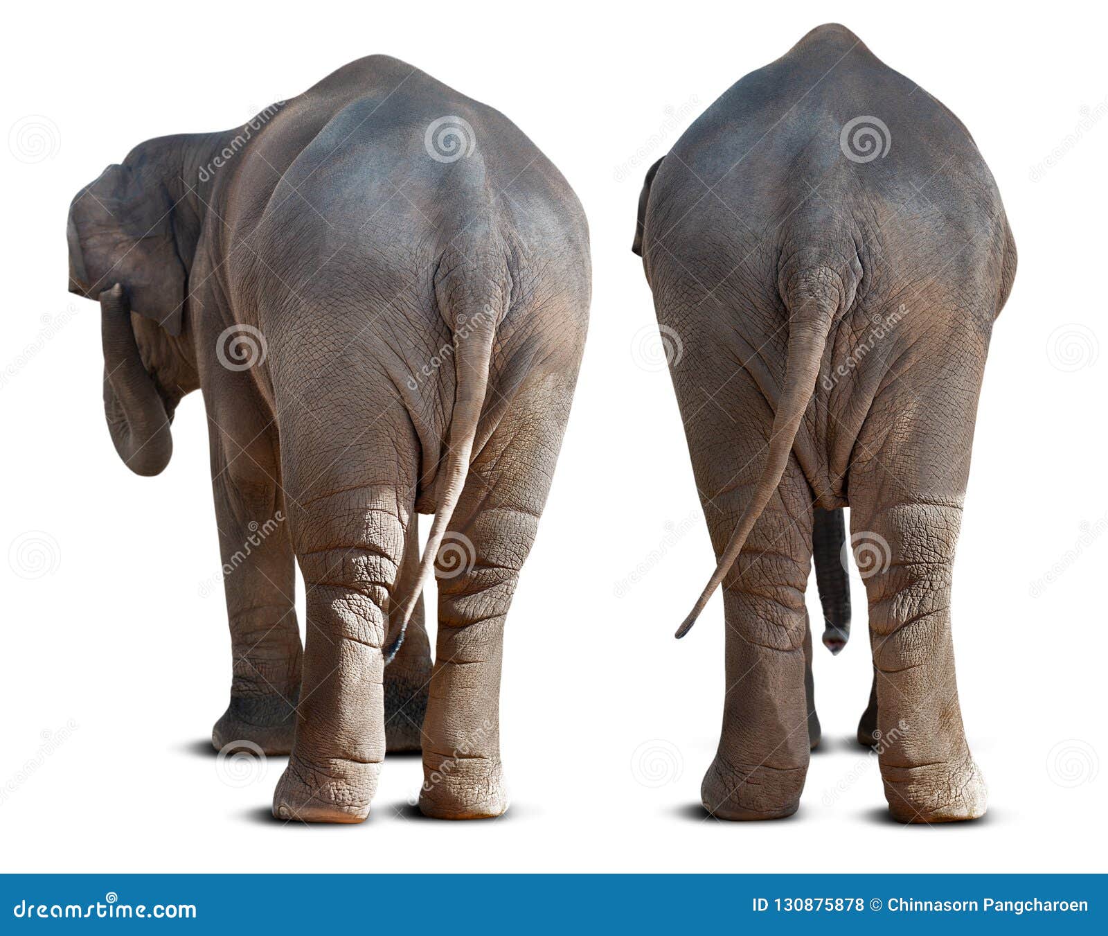 Asian elephant backside stock photo. Image of path, enormous - 130875878