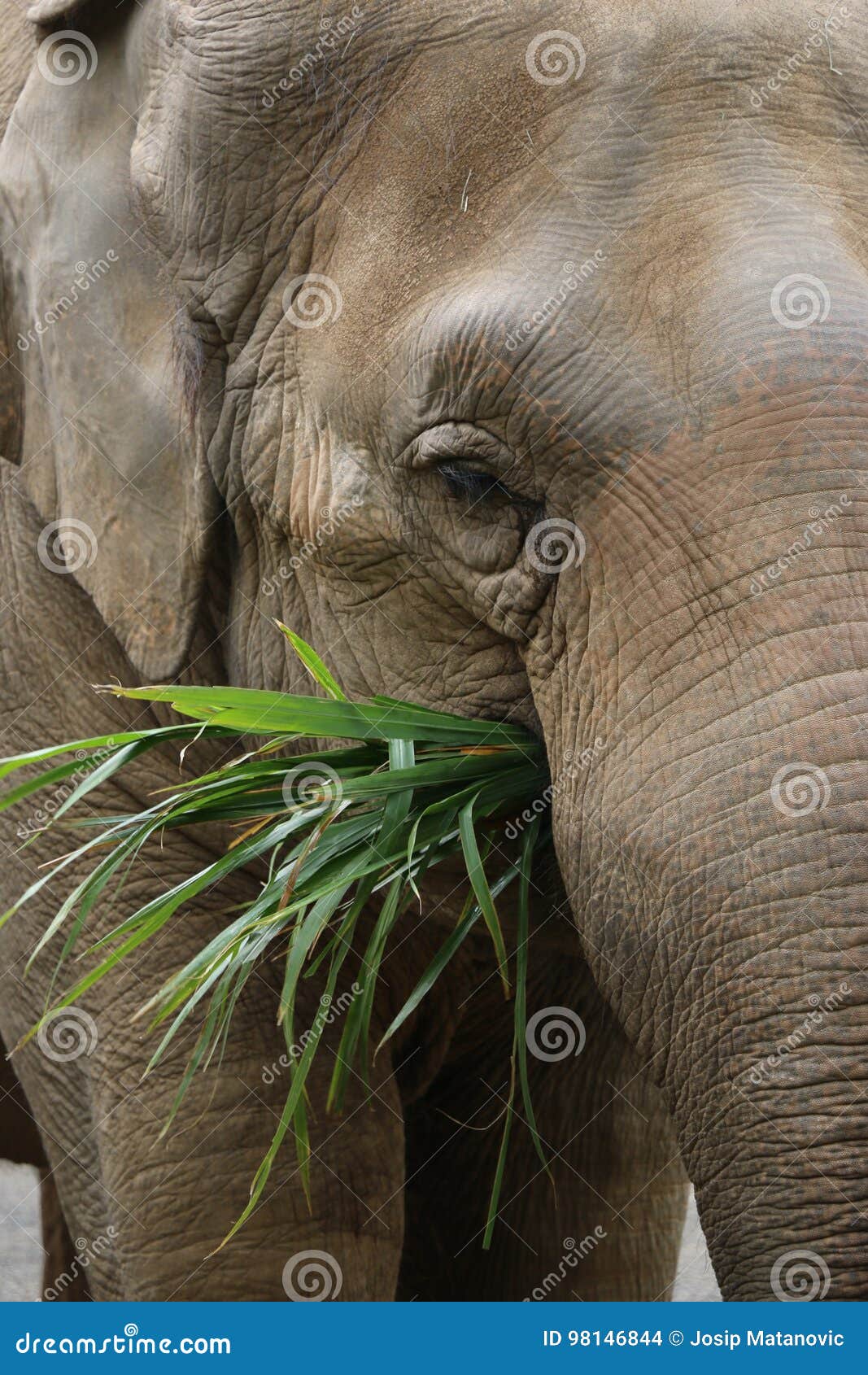 Asian Elephant Chewing Bamboo. Close Up. Stock Photo - Image of bamboo ...