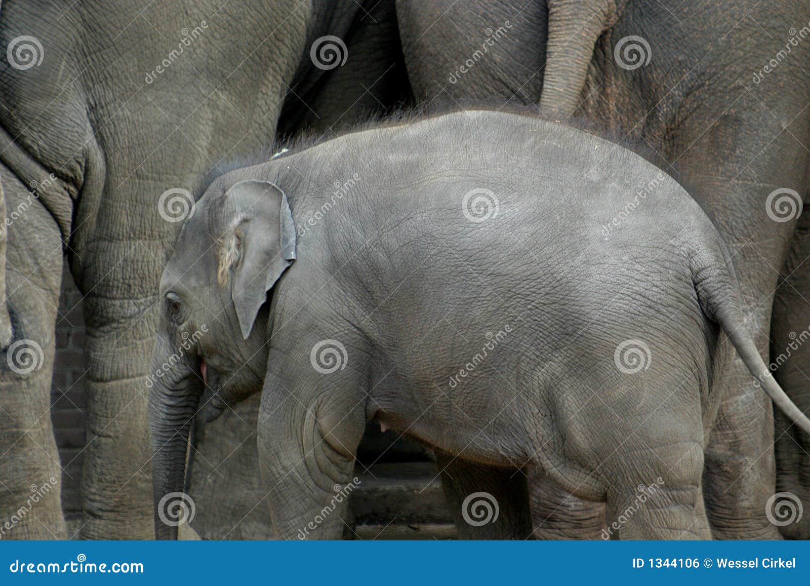 The Asian Elephant (child) stock photo. Image of brown - 1344106