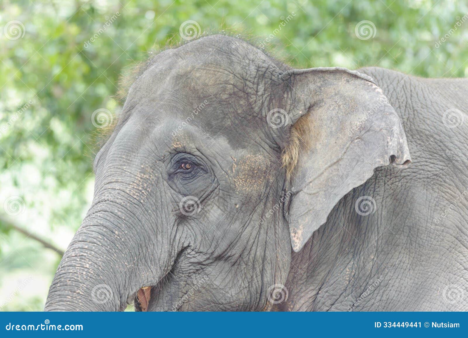 Asian Elephant Closeup Face Portrait Abstract Background Stock Image ...