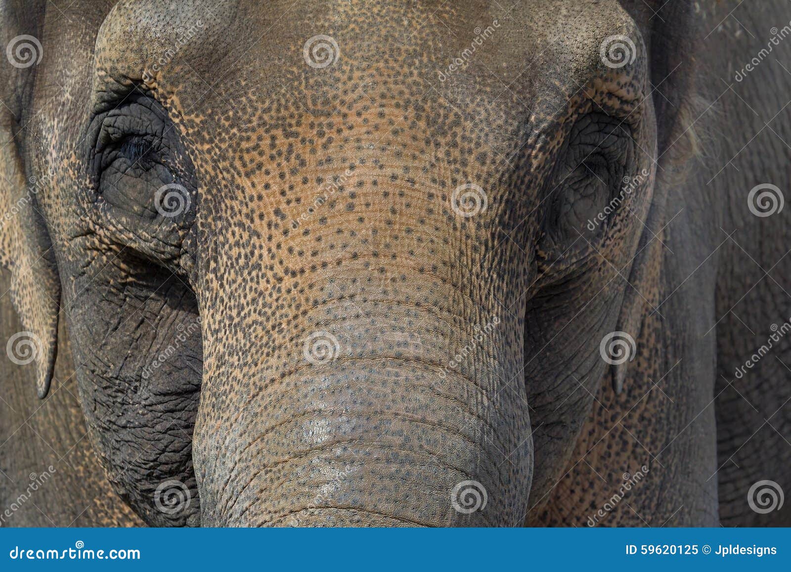 Asian Elephant Closeup Portrait Abstract Stock Image - Image of maximus ...