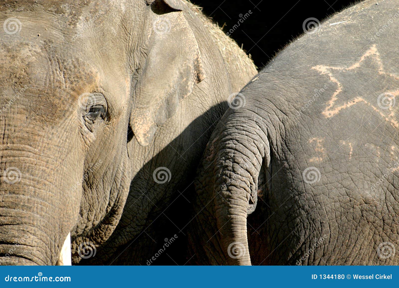 The Asian Elephant (couple) Stock Photo - Image of close, figure: 1344180