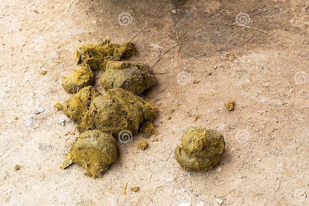 An asian elephant crapping stock photo. Image of national - 90188848