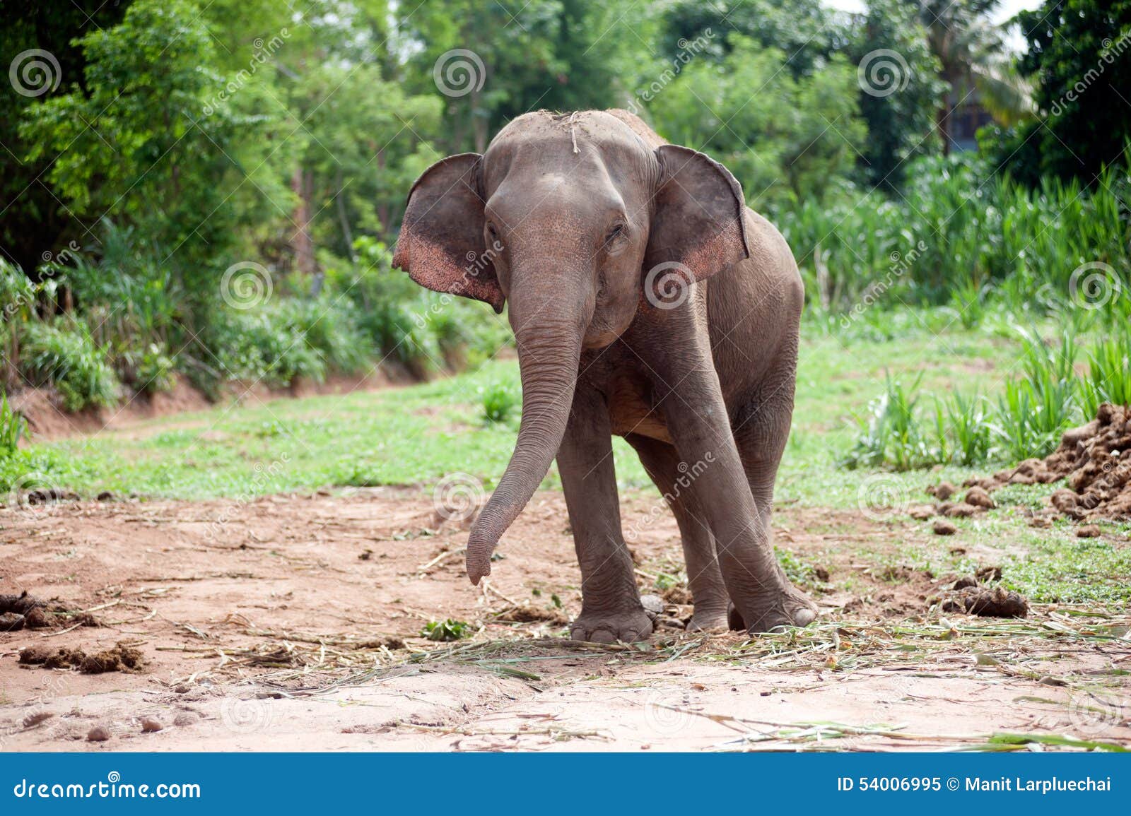 Asian Elephant Dance is Joyfully. Stock Image - Image of green, mammal ...