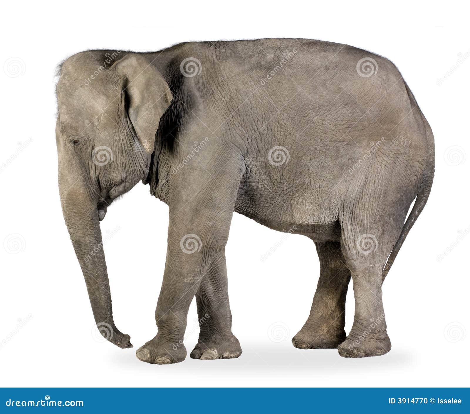 Asian Elephant - Elephas Maximus (40 Years) Stock Photo - Image of head ...