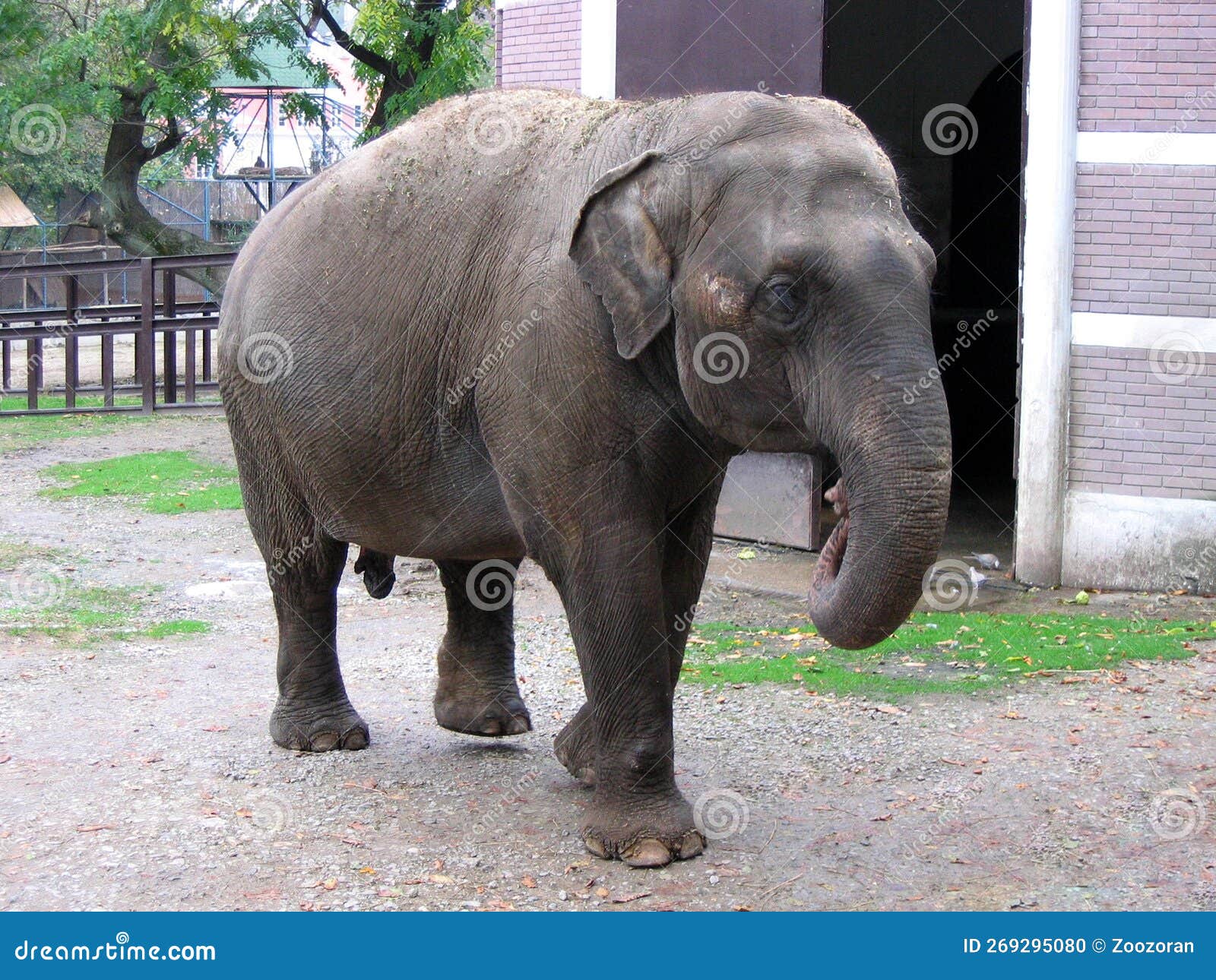 Asian Elephant (Elephas Maximus) Stock Photo - Image of largest, animal ...