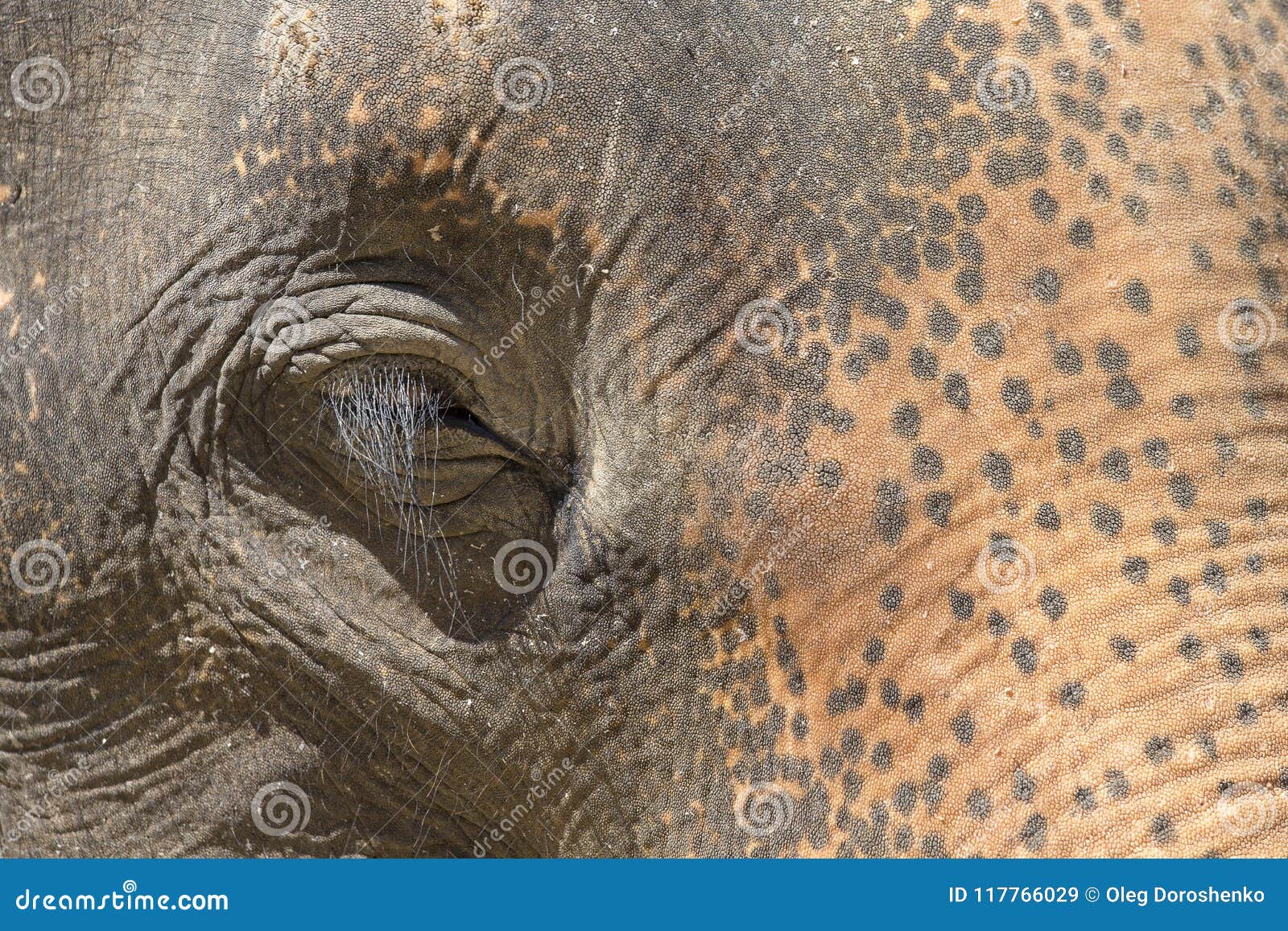 Asian Elephant Eyes, Thailand, Close Up Stock Image - Image of portrait ...