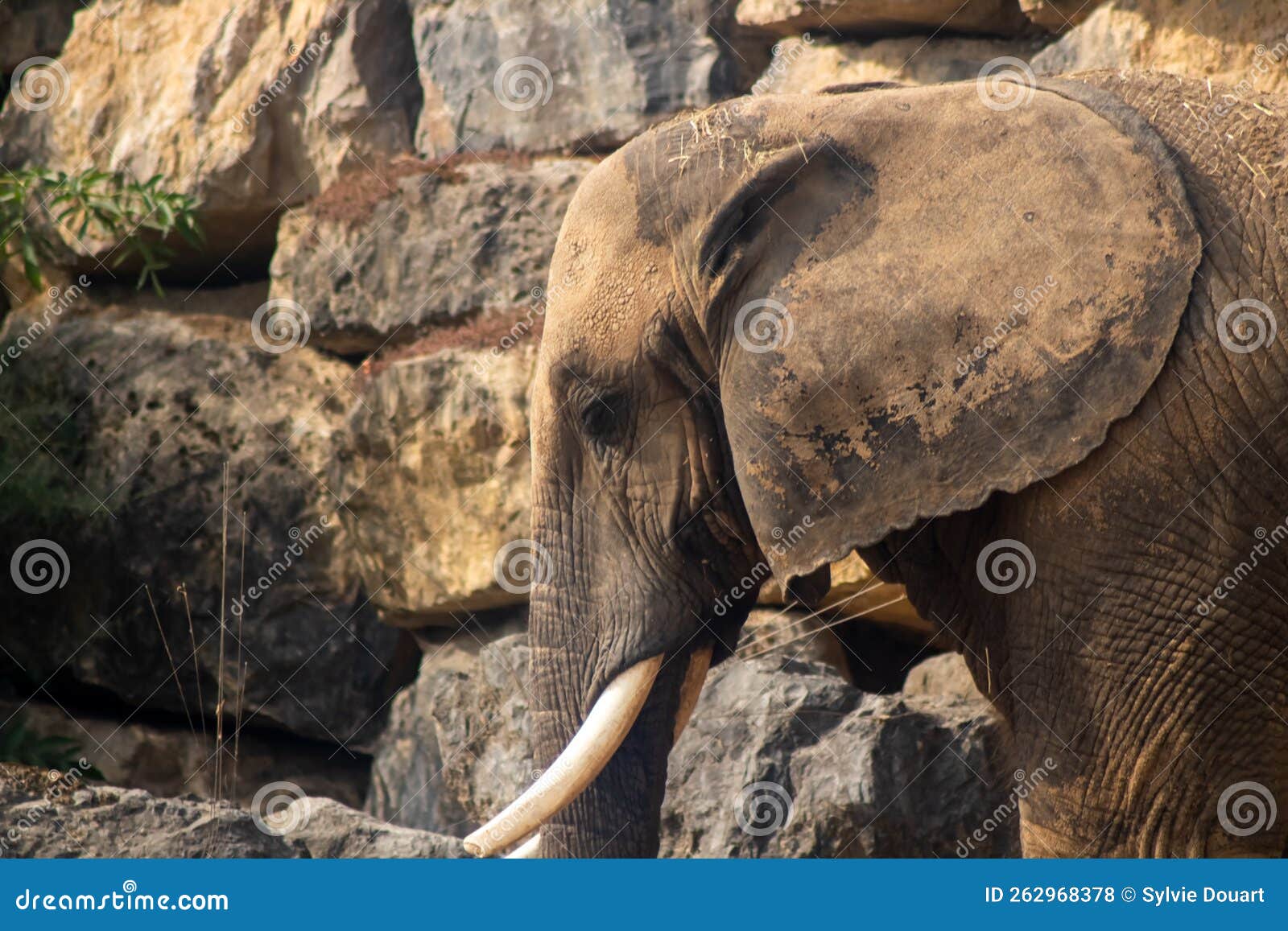 Asian elephant face stock photo. Image of detail, india - 262968378