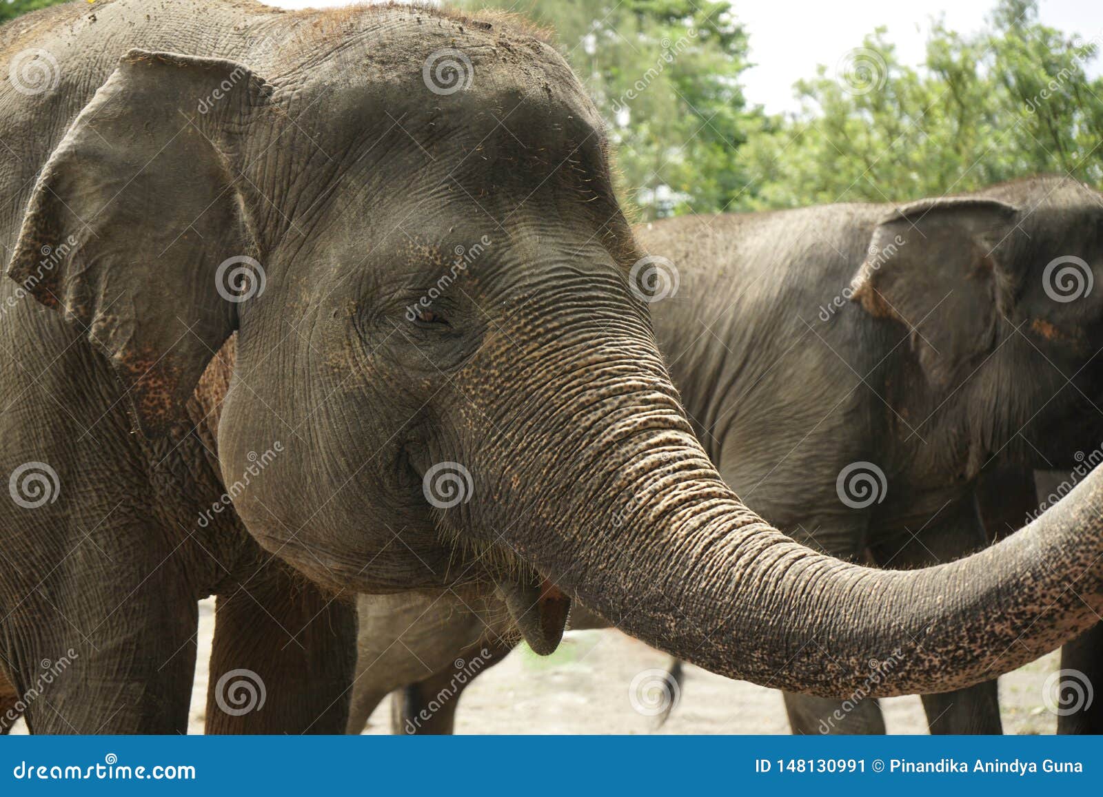 Asian elephant faces stock image. Image of toning, eyes - 148130991
