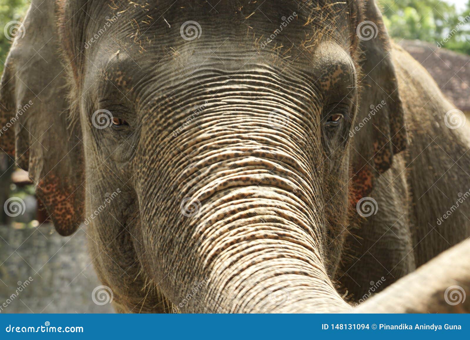 Asian elephant faces stock photo. Image of abstract - 148131094