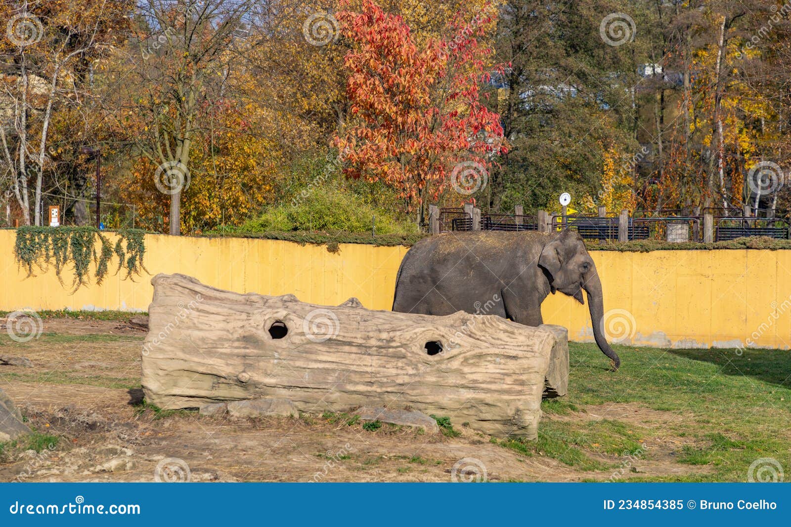 Asian Elephant in the Fall stock image. Image of republic - 234854385