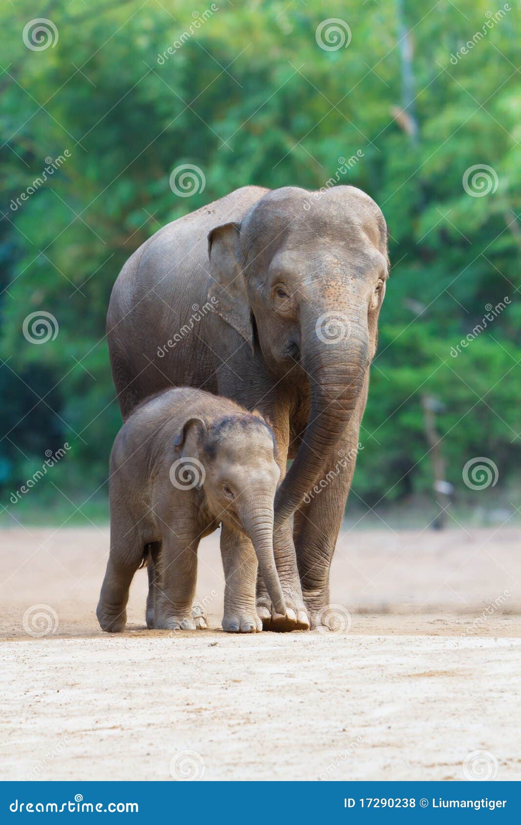 Asian Elephant Not African Elephant Stand Run And Fun. Stock Image ...