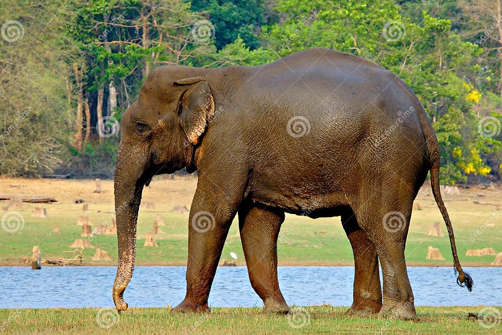 Asian Elephant Feeding stock photo. Image of pachyderm - 2216446
