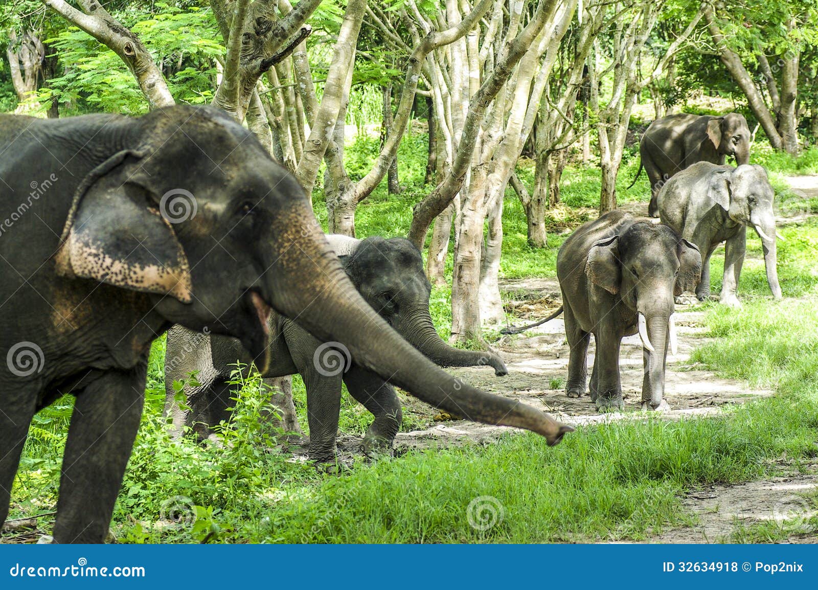 Asian elephant in forest stock photo. Image of animals - 32634918