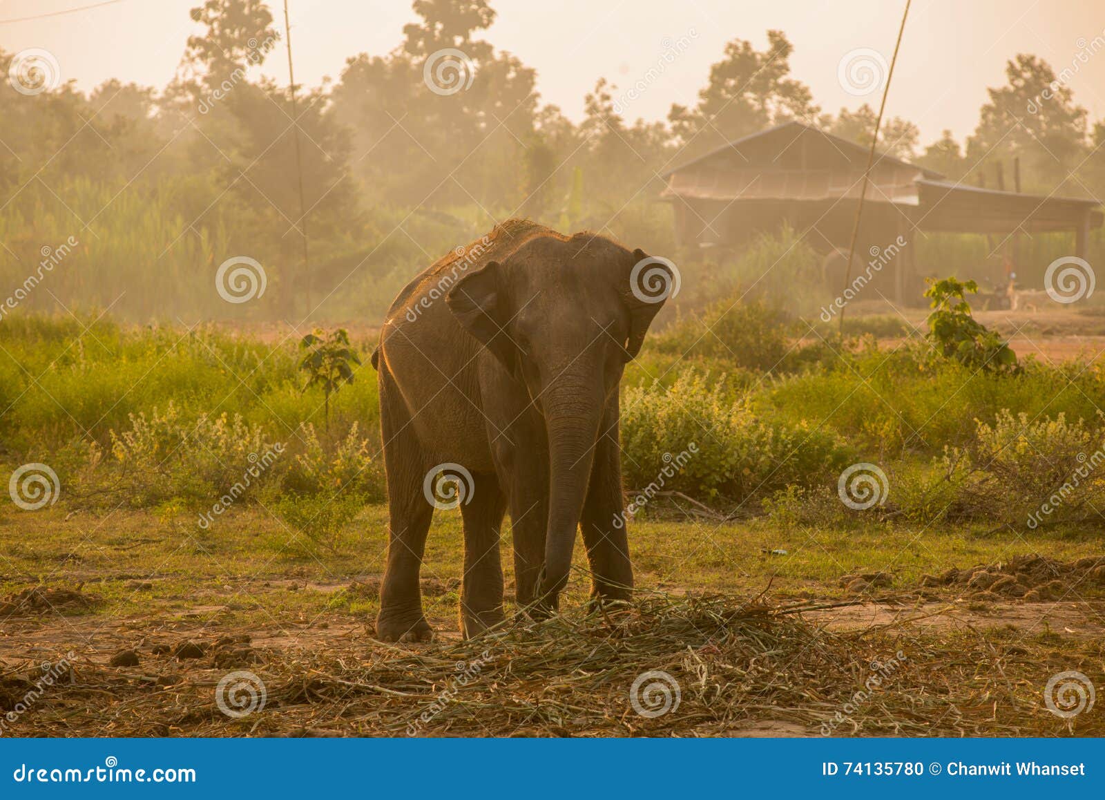 Asian Elephant in the Forest, Surin, Thailand Stock Photo - Image of ...