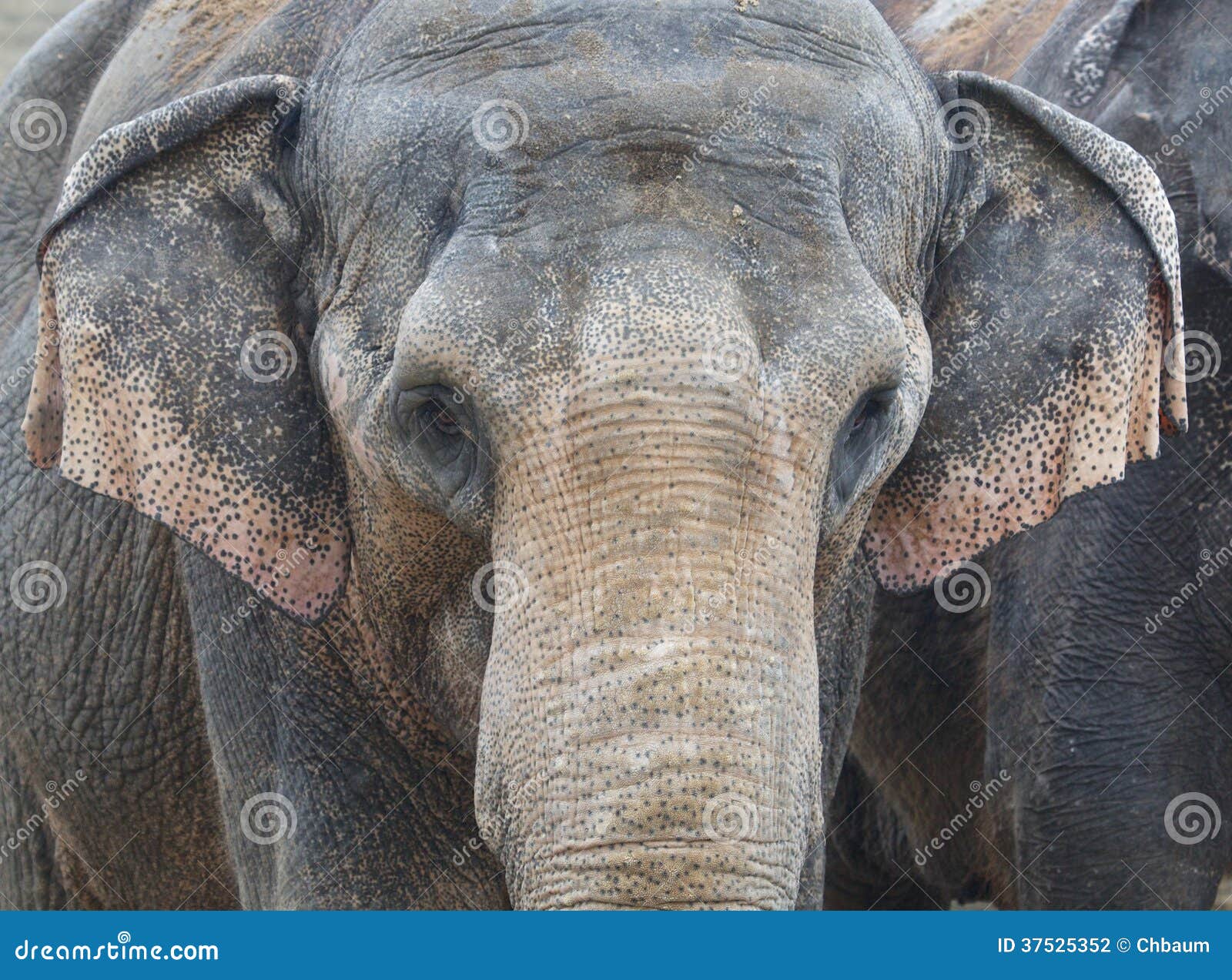 Asian Elephant Front Portrait Stock Photo - Image of trunk, sleepy ...