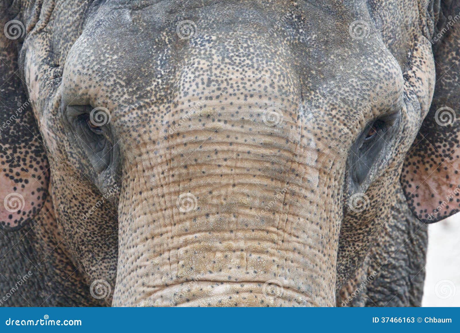 Asian Elephant Face Front