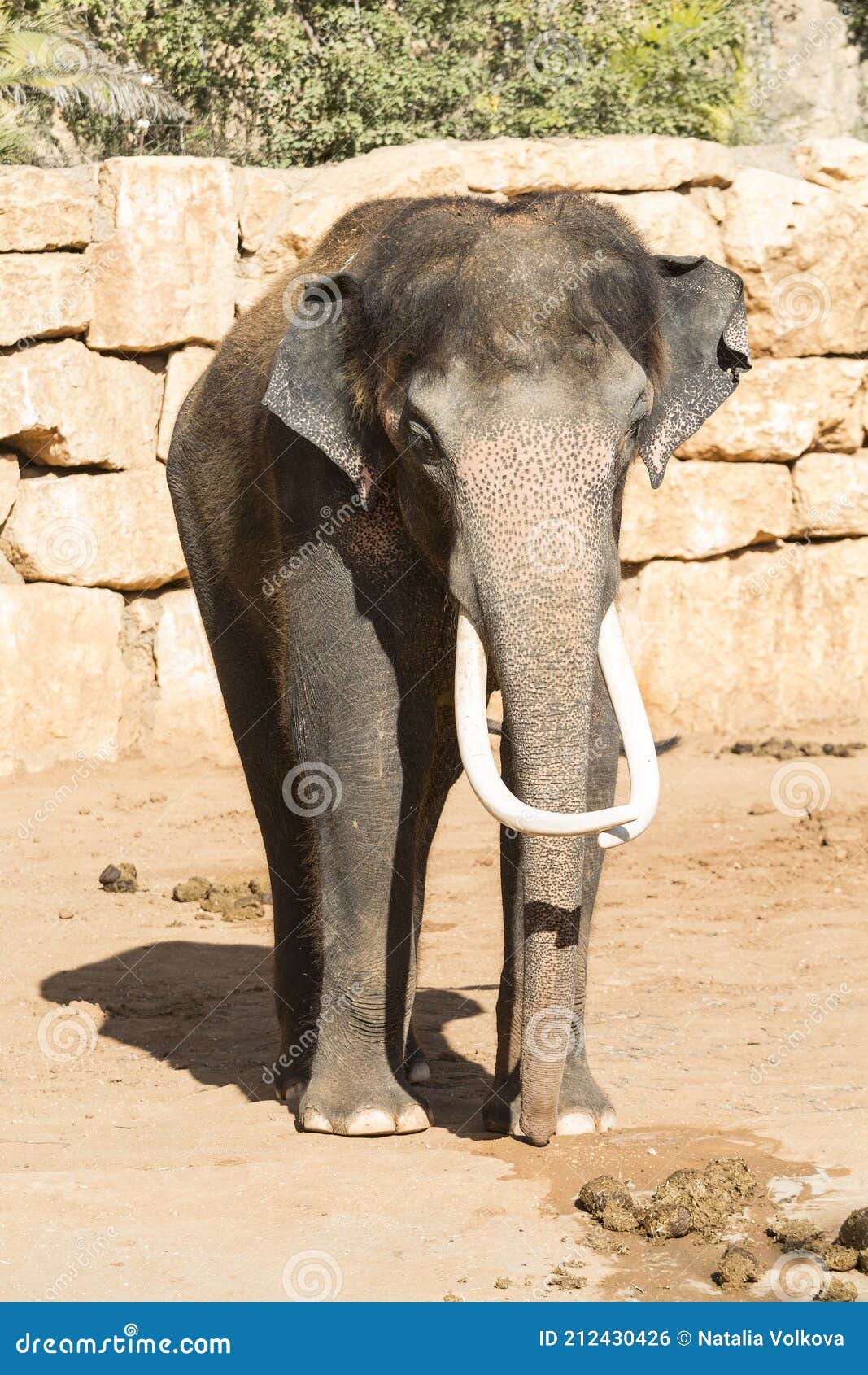 Asian elephant full face stock photo. Image of wildlife - 212430426