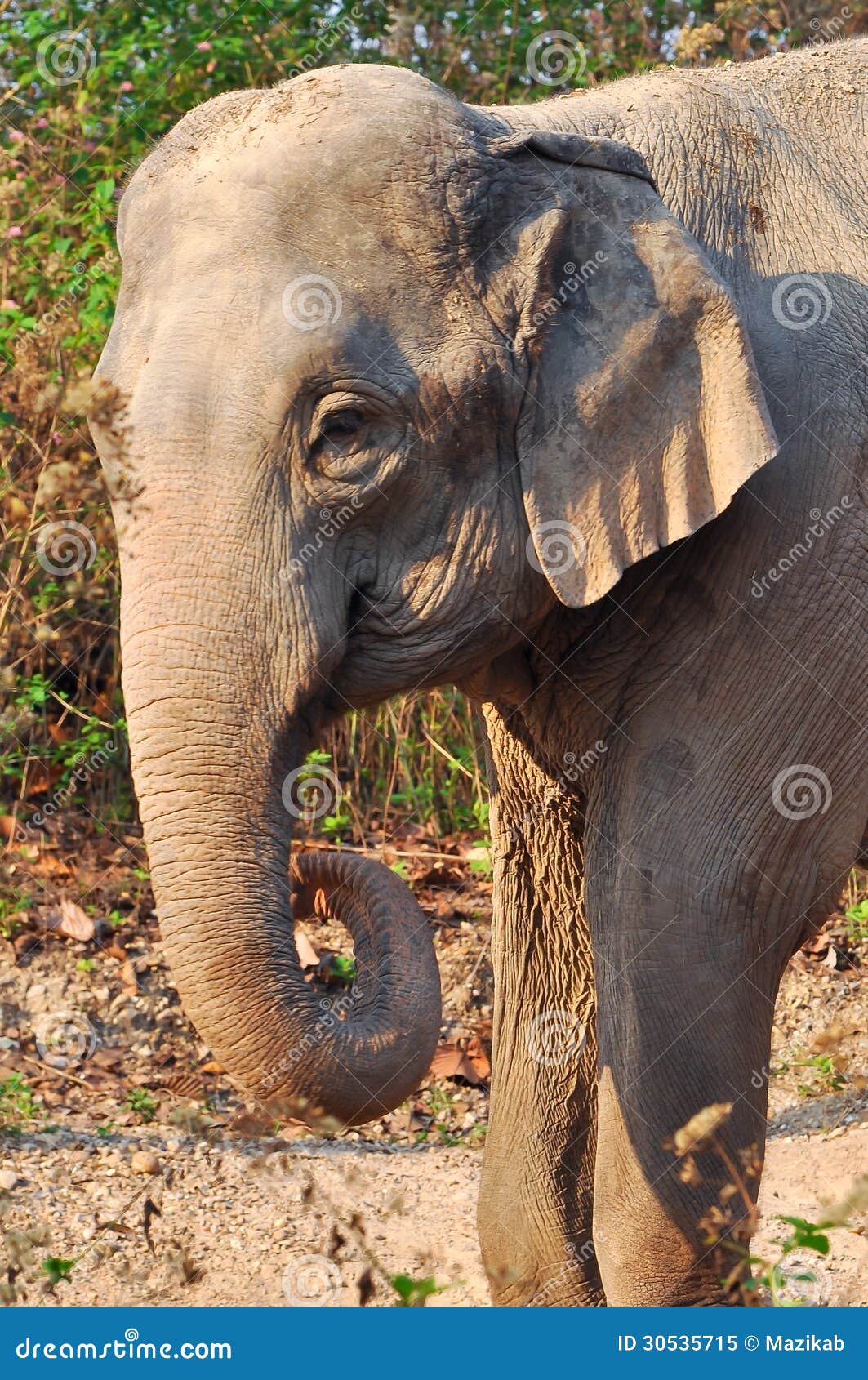 Asian elephant stock image. Image of park, mammal, asia - 30535715