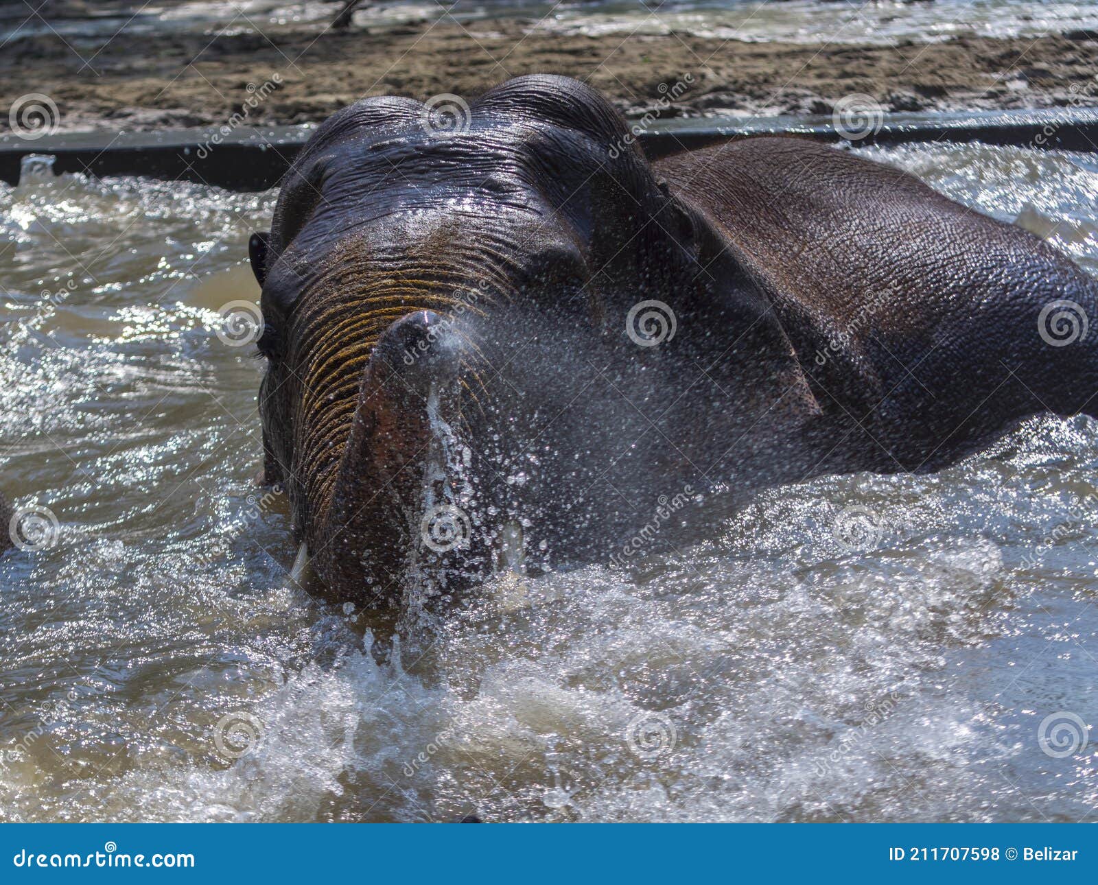 Asian Elephant is Having Bath in a Pool Stock Photo - Image of male ...