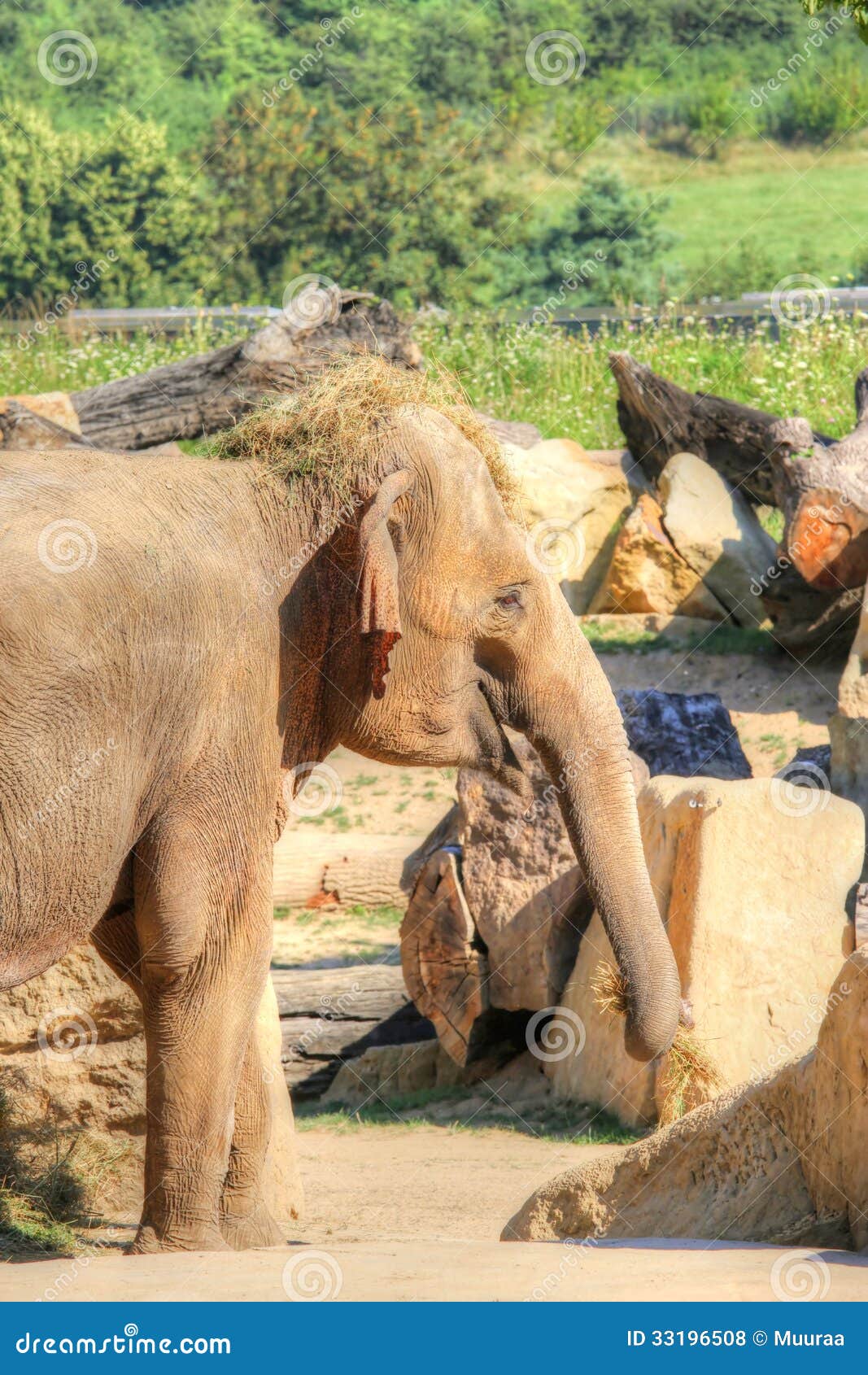 Asian Elephant with Hay on the Head Stock Photo - Image of chordate ...