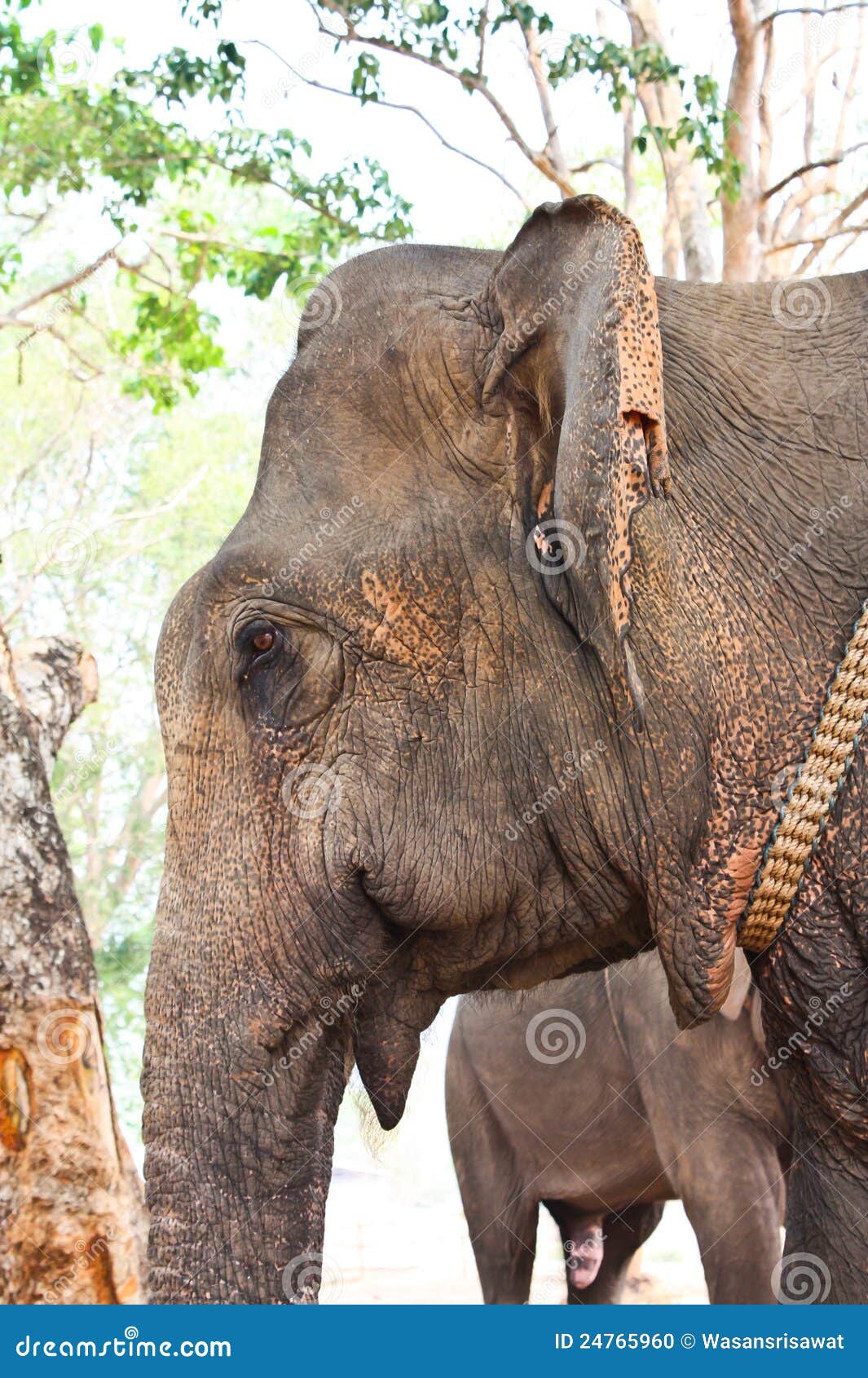 Asian Elephant head stock photo. Image of texture, brown - 24765960