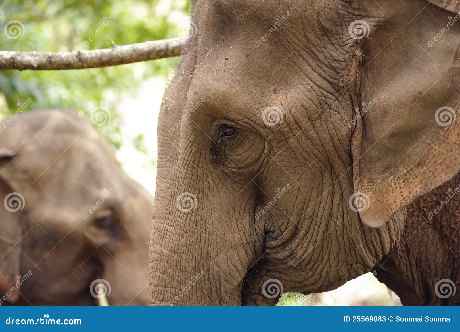 Asian Elephant head stock image. Image of detail, asia - 25569083